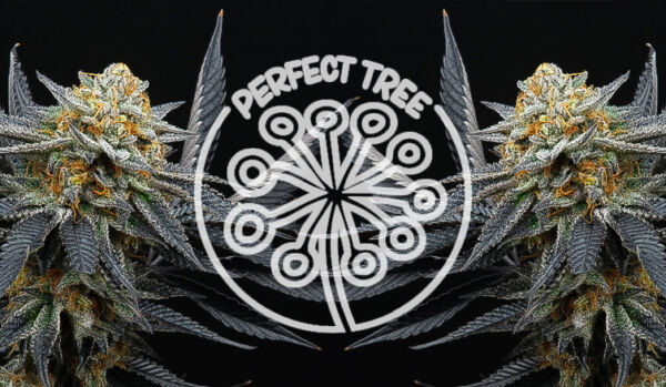Perfect Tree Genetics - Topshelfvault